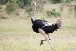 8 Common Things That are 18 Feet Long | Measuringly