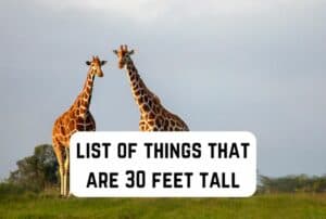 9 Common Things That are 30 Feet Tall | Measuringly