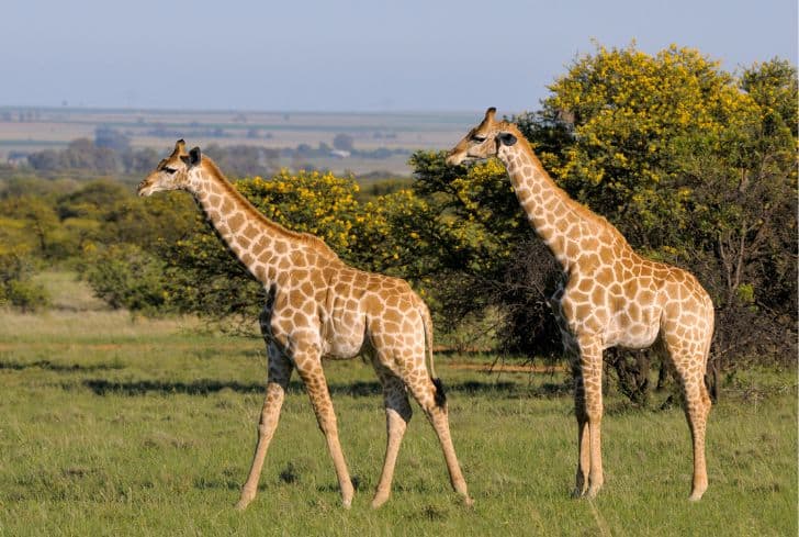 8 Common Things That Are About 15 Feet Long (+Pics) | Measuringly