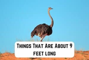 8 Common Things That Are About 9 Feet Long (+Pics) | Measuringly