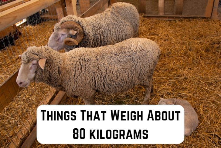 Common Things That Weigh About 80 Kilograms (+Pics) | Measuringly