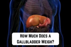 How Much Does a Human Gallbladder Weigh? | Measuringly