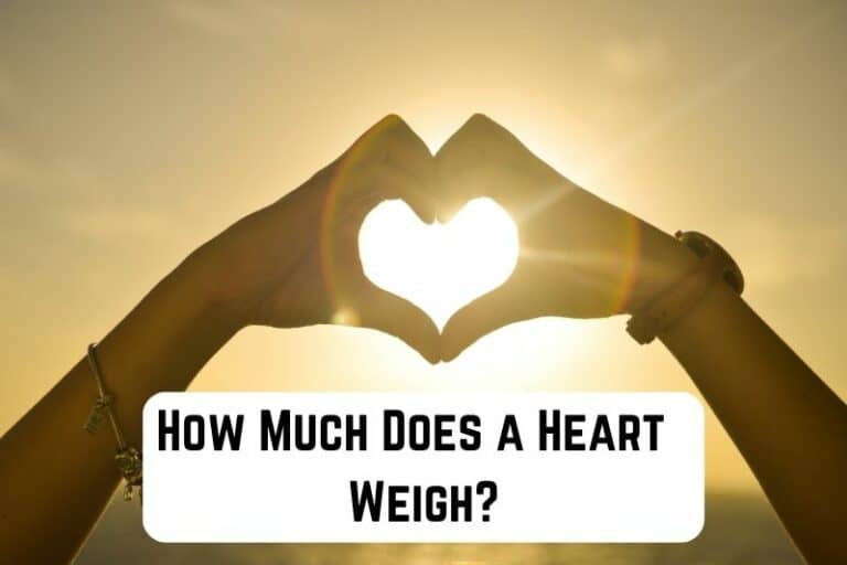 How Much Does a Heart Weigh? | Measuringly