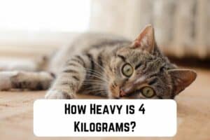 How Heavy is 4 Kilograms? (14 Pics For Reference) | Measuringly