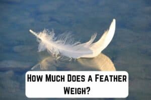 How Much Does a Feather Weigh? (Quick Answer) | Measuringly