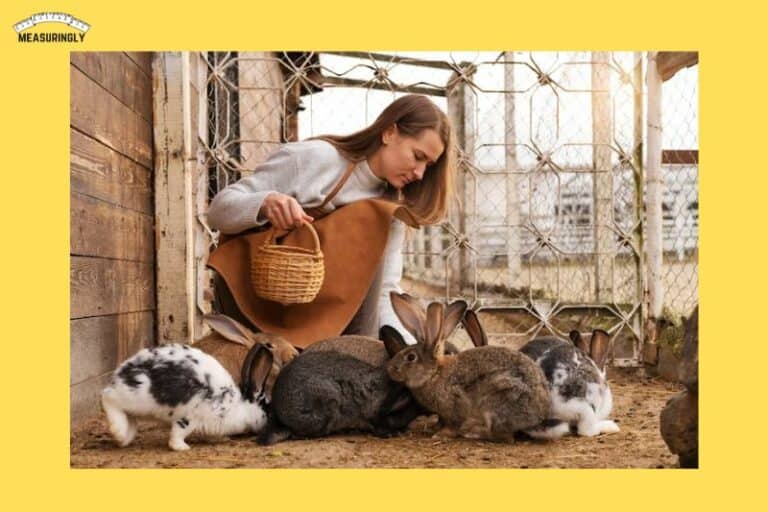 How Much Does a Rabbit Weigh? Quick Facts and Figures | Measuringly