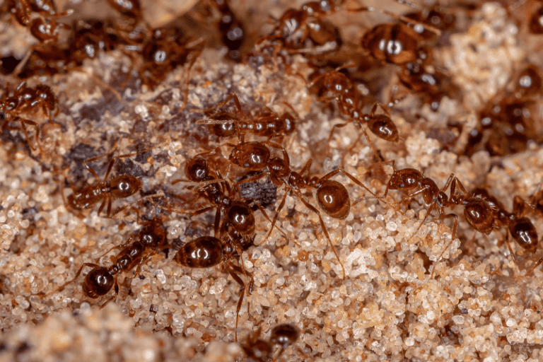 How Much Do Ants Weigh? (Worker, Queen & Male Ants) | Measuringly