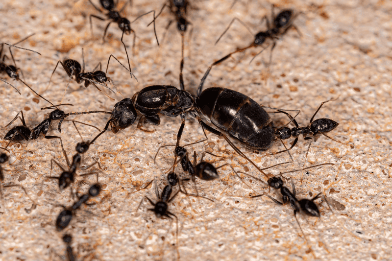How Much Do Ants Weigh? (Worker, Queen & Male Ants) | Measuringly