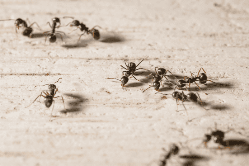 How Much Do Ants Weigh? (Worker, Queen & Male Ants) | Measuringly