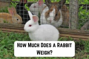 How Much Does a Rabbit Weigh? Quick Facts and Figures | Measuringly