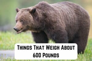 12 Things That Weigh About 600 Pounds (+Pics) | Measuringly