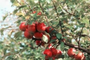 How Much Does an Apple Weigh? (Apple Variety Chart) | Measuringly