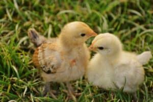 How Much Does a Chick Weigh? (Weekly Growth in Weight) | Measuringly