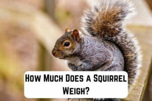 How Much Does a Squirrel Weigh? (Complete Guide) | Measuringly
