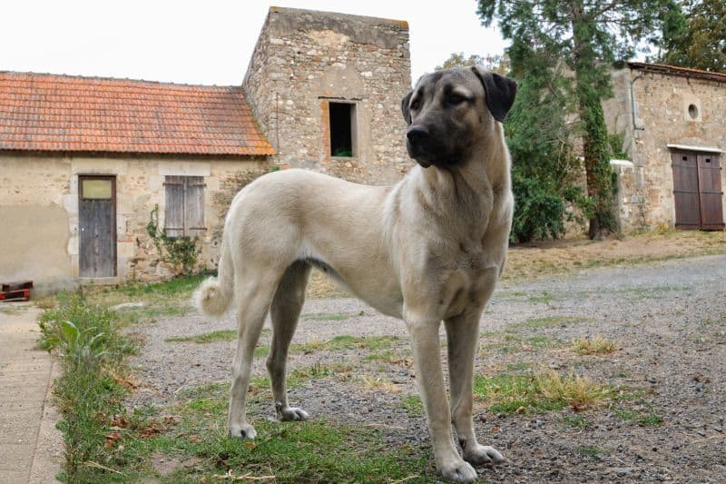What Weighs 150 Pounds? 15 Common Comparisons (+Pics) | Measuringly